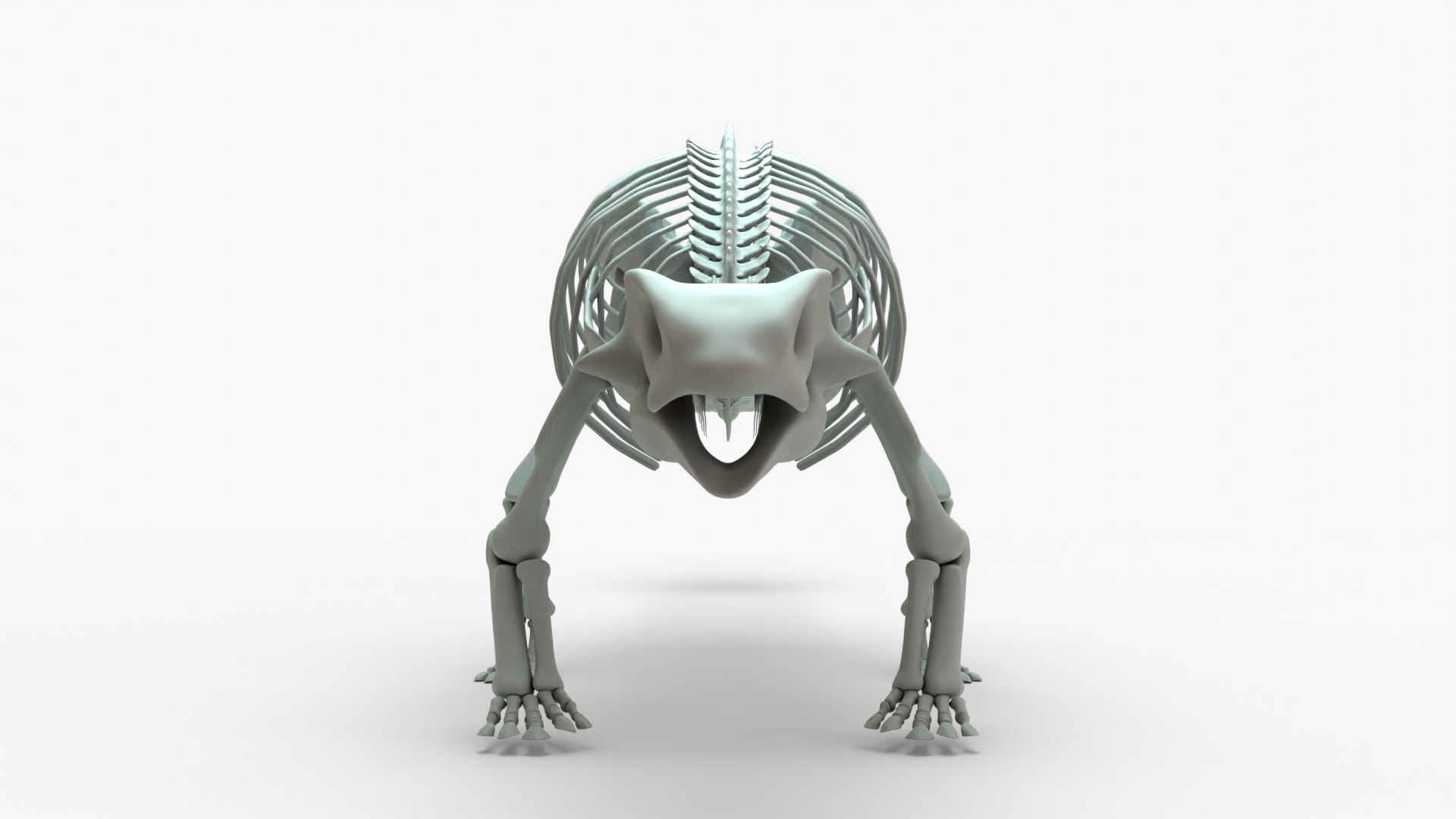 3D Ankylosaurus Rigged Skeleton model - TurboSquid 2131467