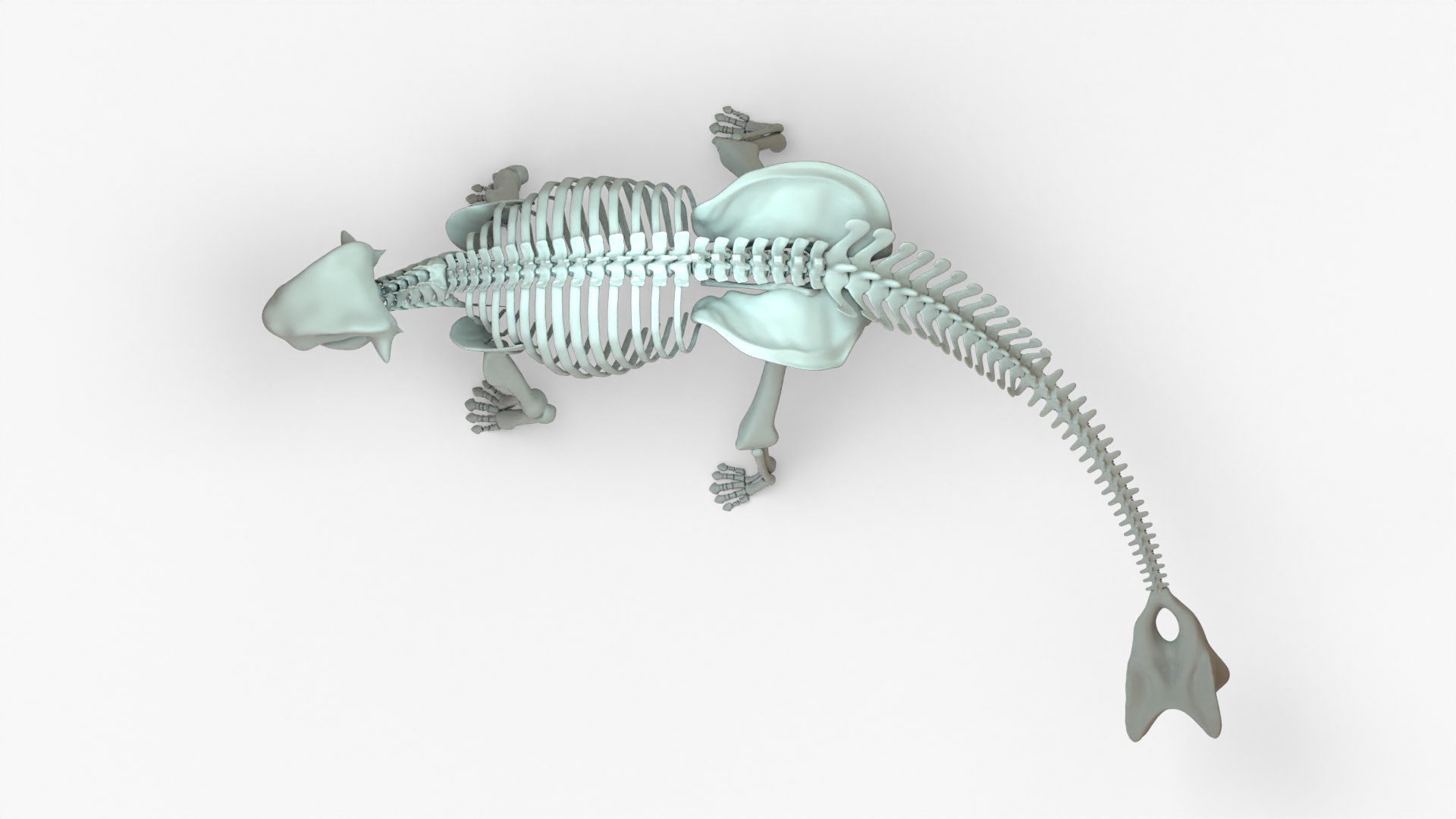 3D Ankylosaurus Rigged Skeleton model - TurboSquid 2131467