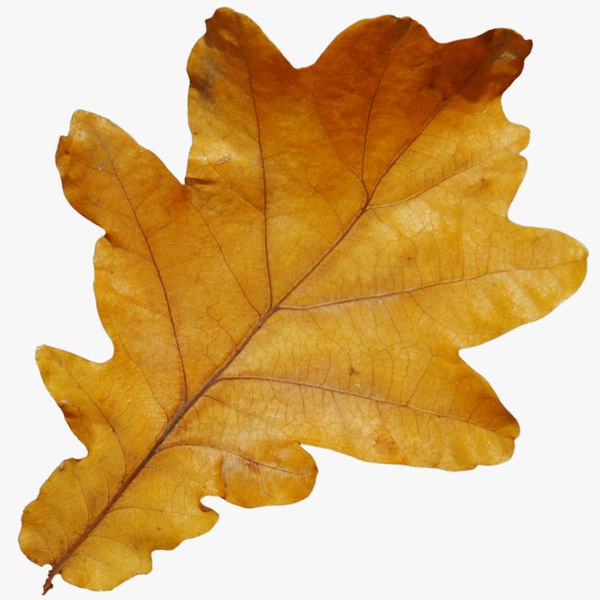 Autumn leaves model - TurboSquid 1221247