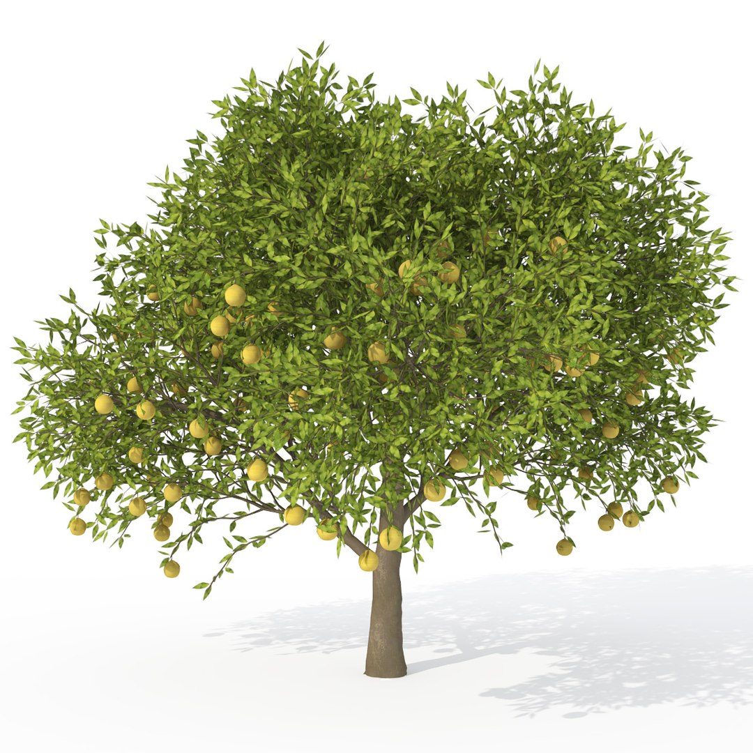 3d Model Trees Fruit Dvd Plant
