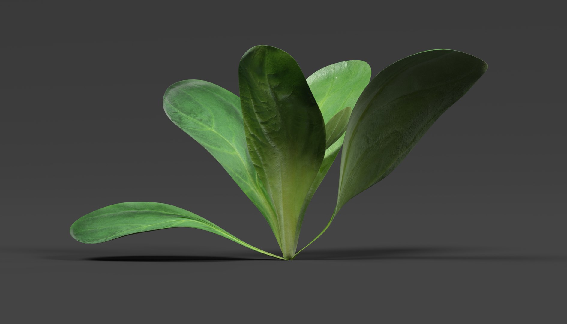 Lettuce Set 3d Model