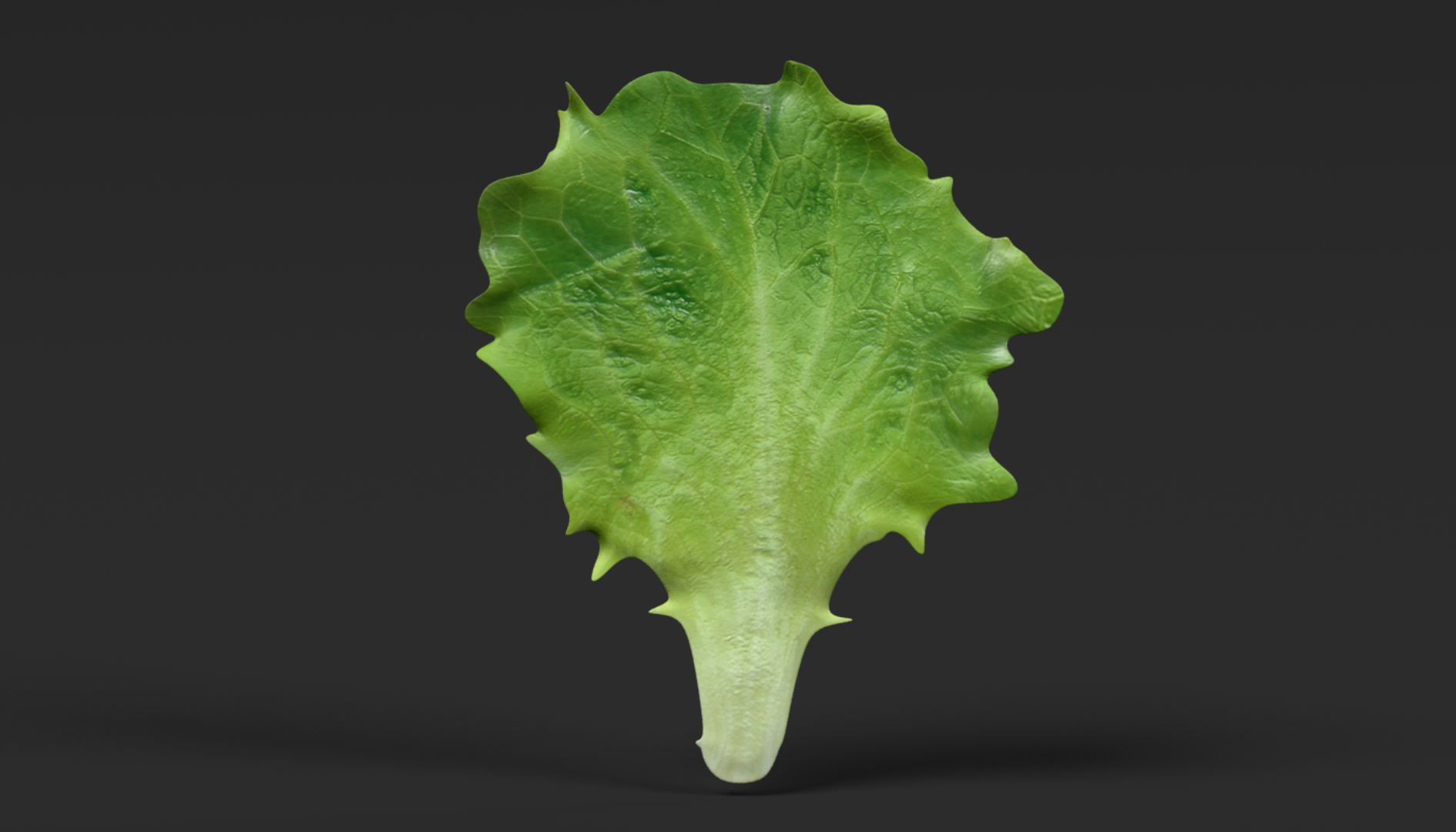 Lettuce Set 3d Model