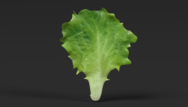 lettuce set 3d model
