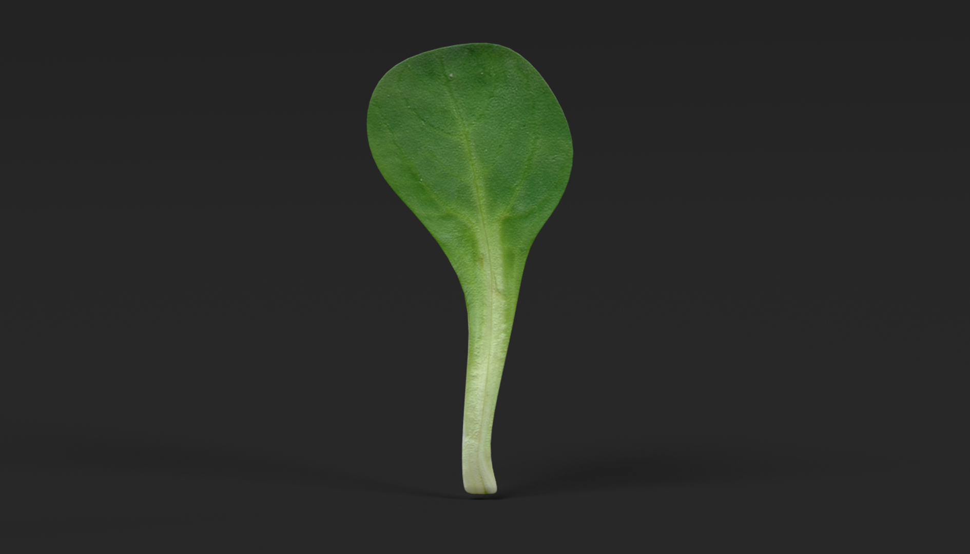 Lettuce Set 3d Model