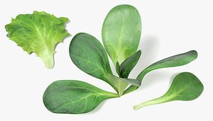 3d model lettuce