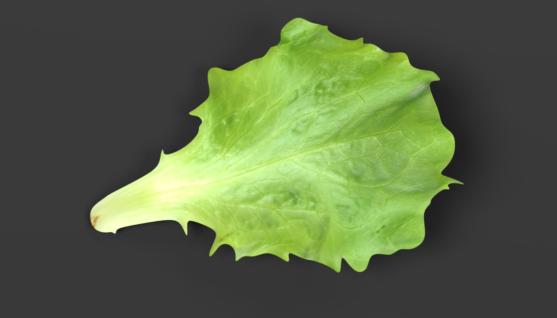 Lettuce Set 3d Model