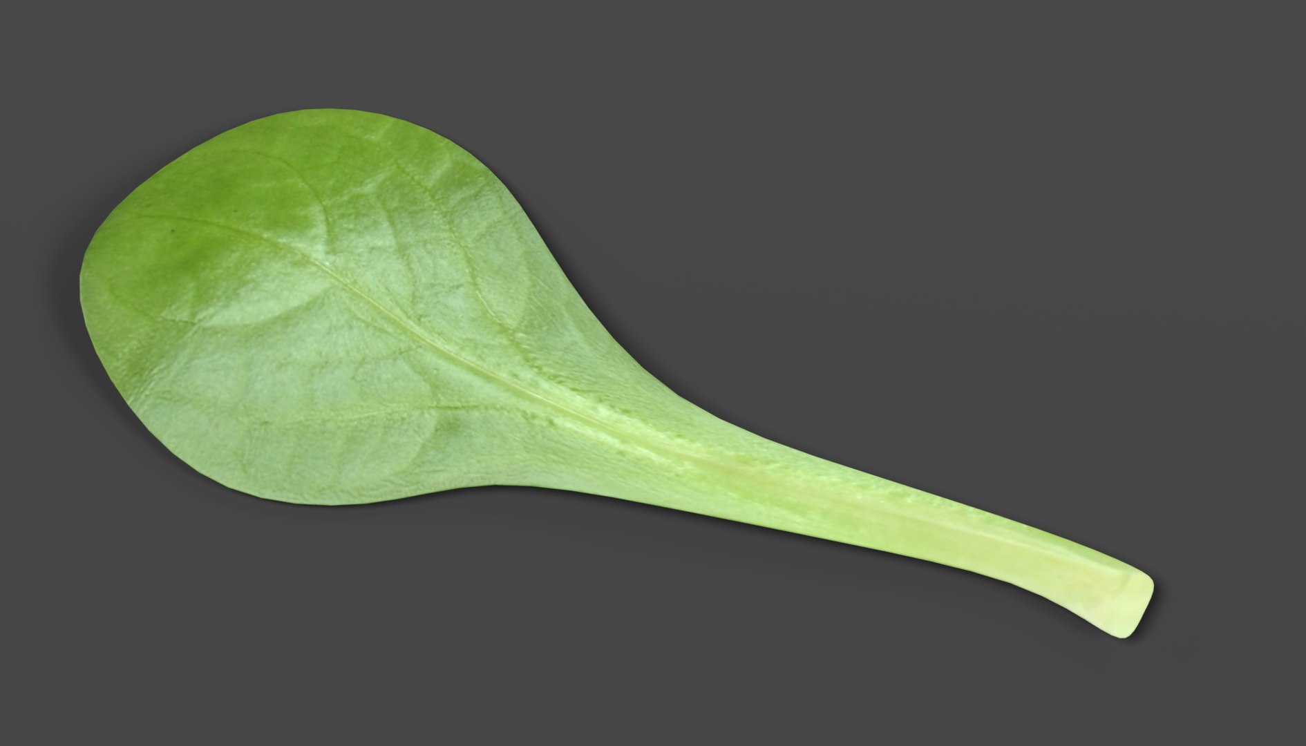 Lettuce Set 3d Model