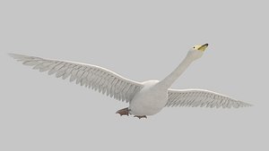 3D Swan Models | TurboSquid