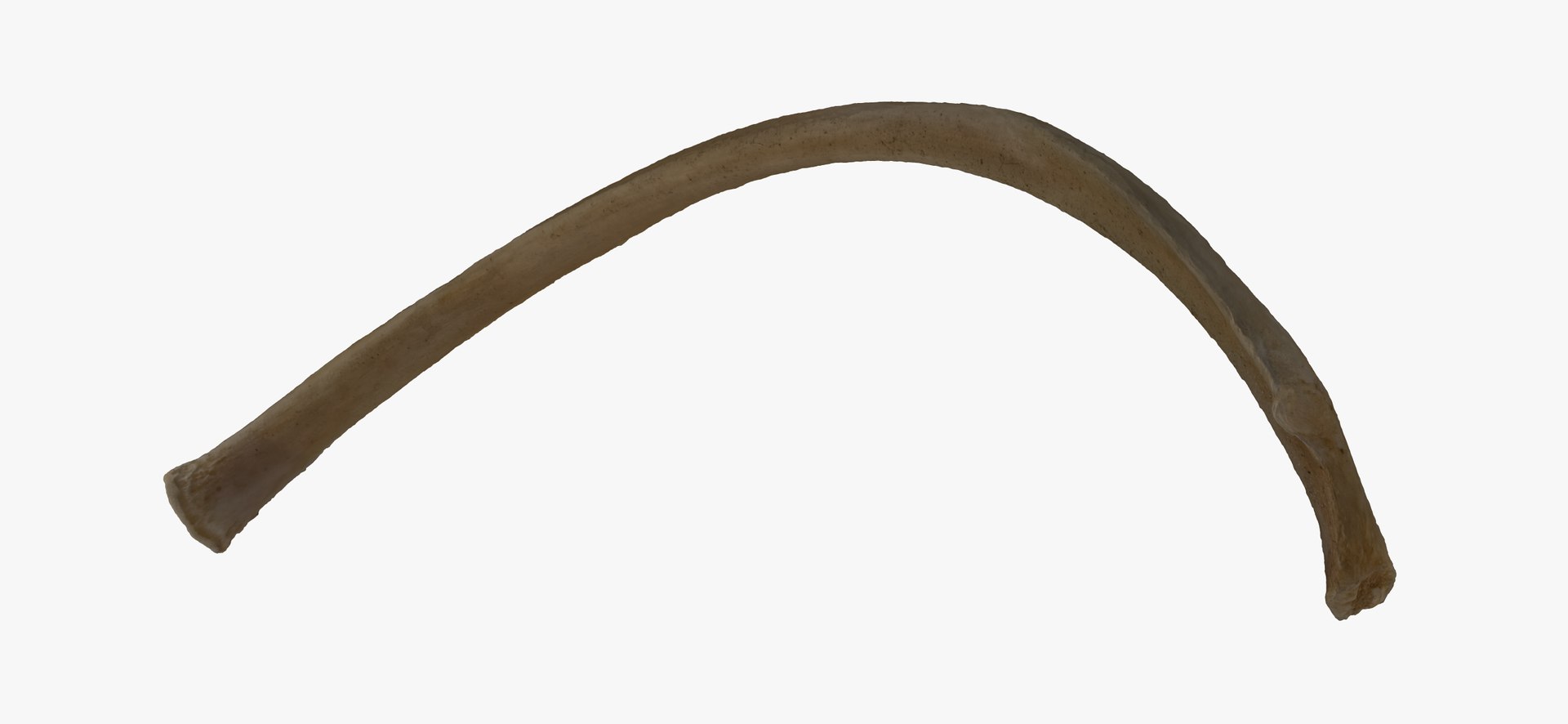 Kangaroo Red-necked Wallaby (Macropus Rufogriseus) Rib T6 RAW Scan 3D ...