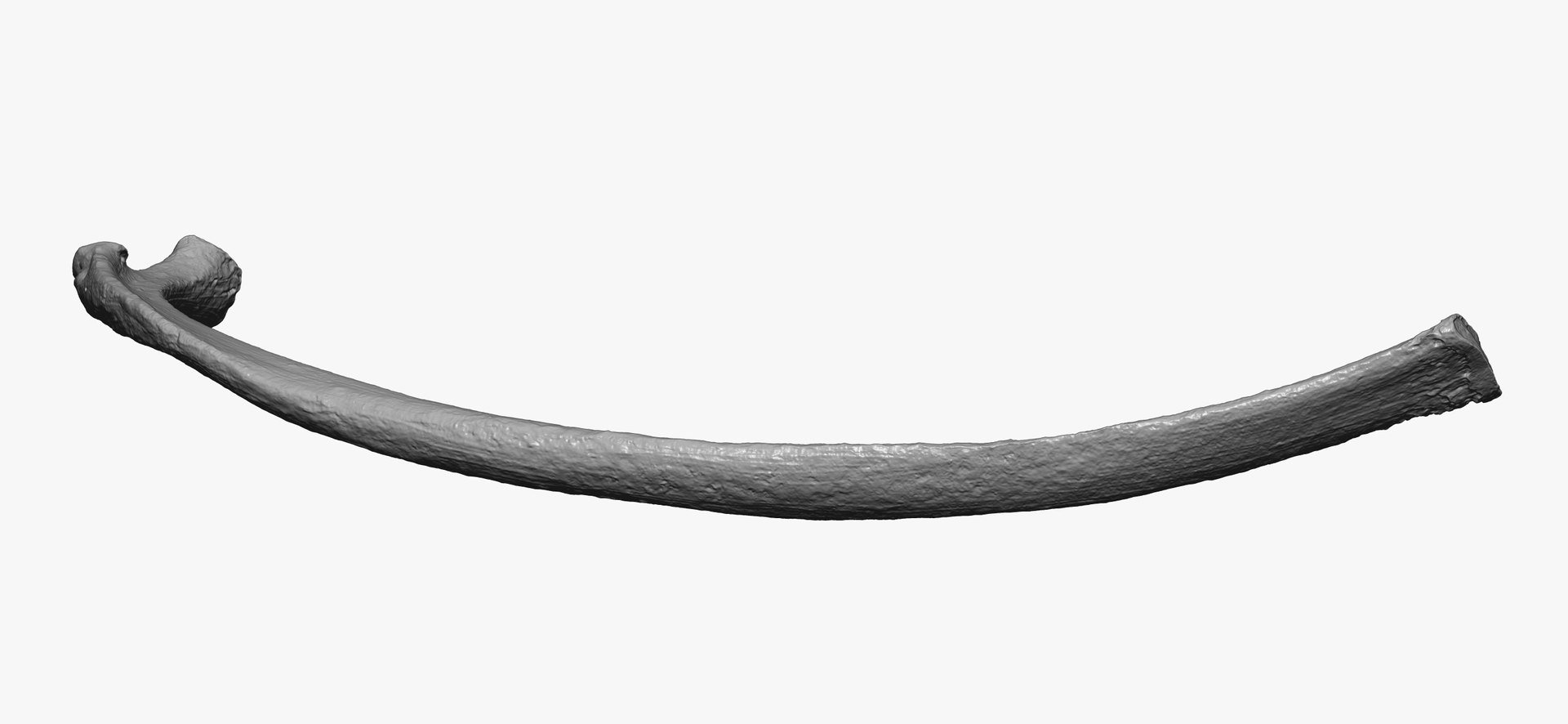 Kangaroo Red-necked Wallaby (Macropus Rufogriseus) Rib T6 RAW Scan 3D ...