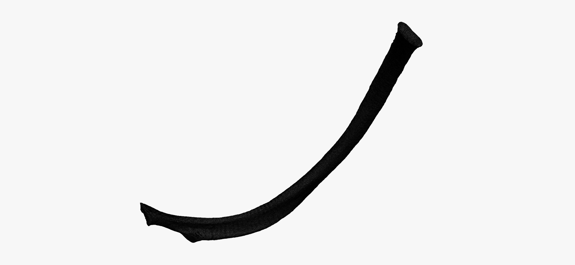 Kangaroo Red-necked Wallaby (Macropus Rufogriseus) Rib T6 RAW Scan 3D ...