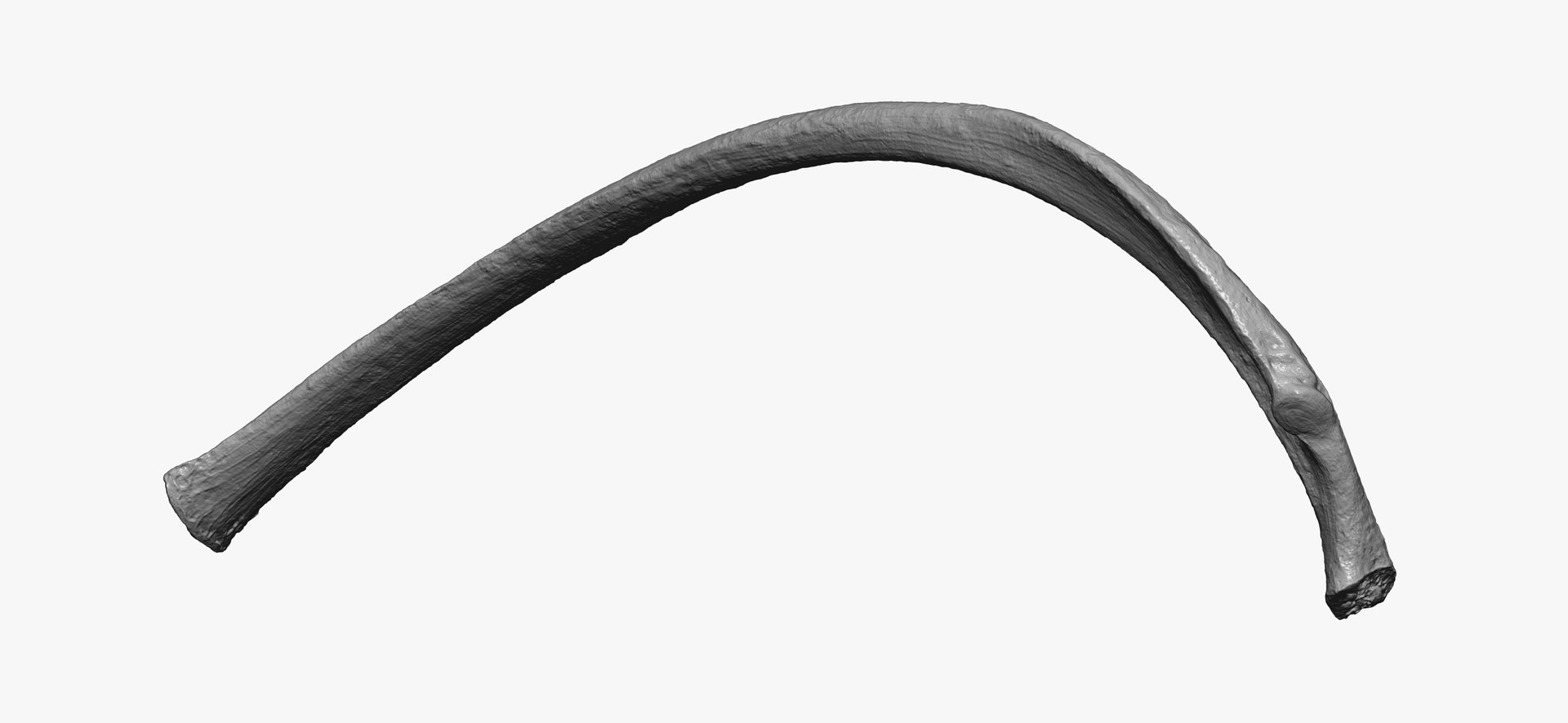 Kangaroo Red-necked Wallaby (Macropus Rufogriseus) Rib T6 RAW Scan 3D ...