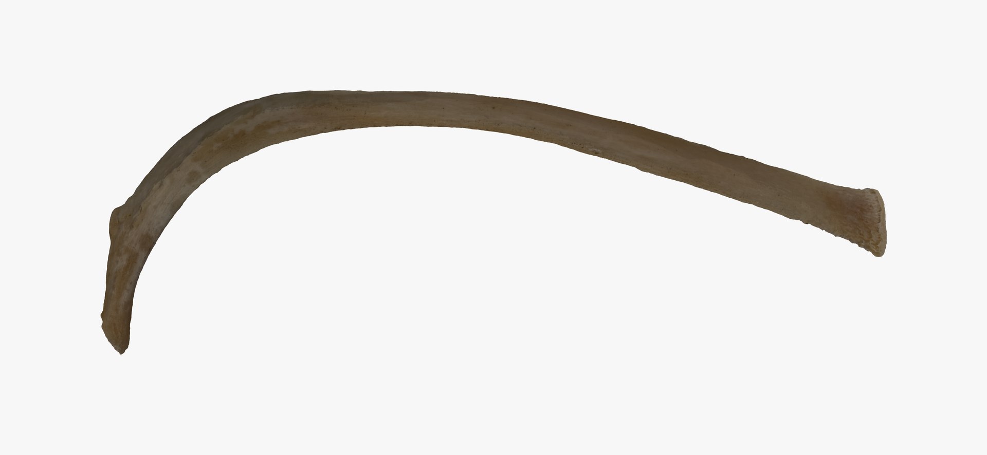 Kangaroo Red-necked Wallaby (Macropus Rufogriseus) Rib T6 RAW Scan 3D ...