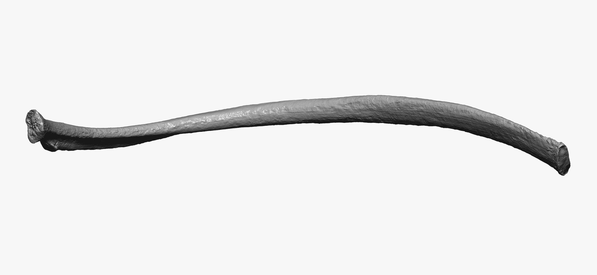 Kangaroo Red-necked Wallaby (Macropus Rufogriseus) Rib T6 RAW Scan 3D ...