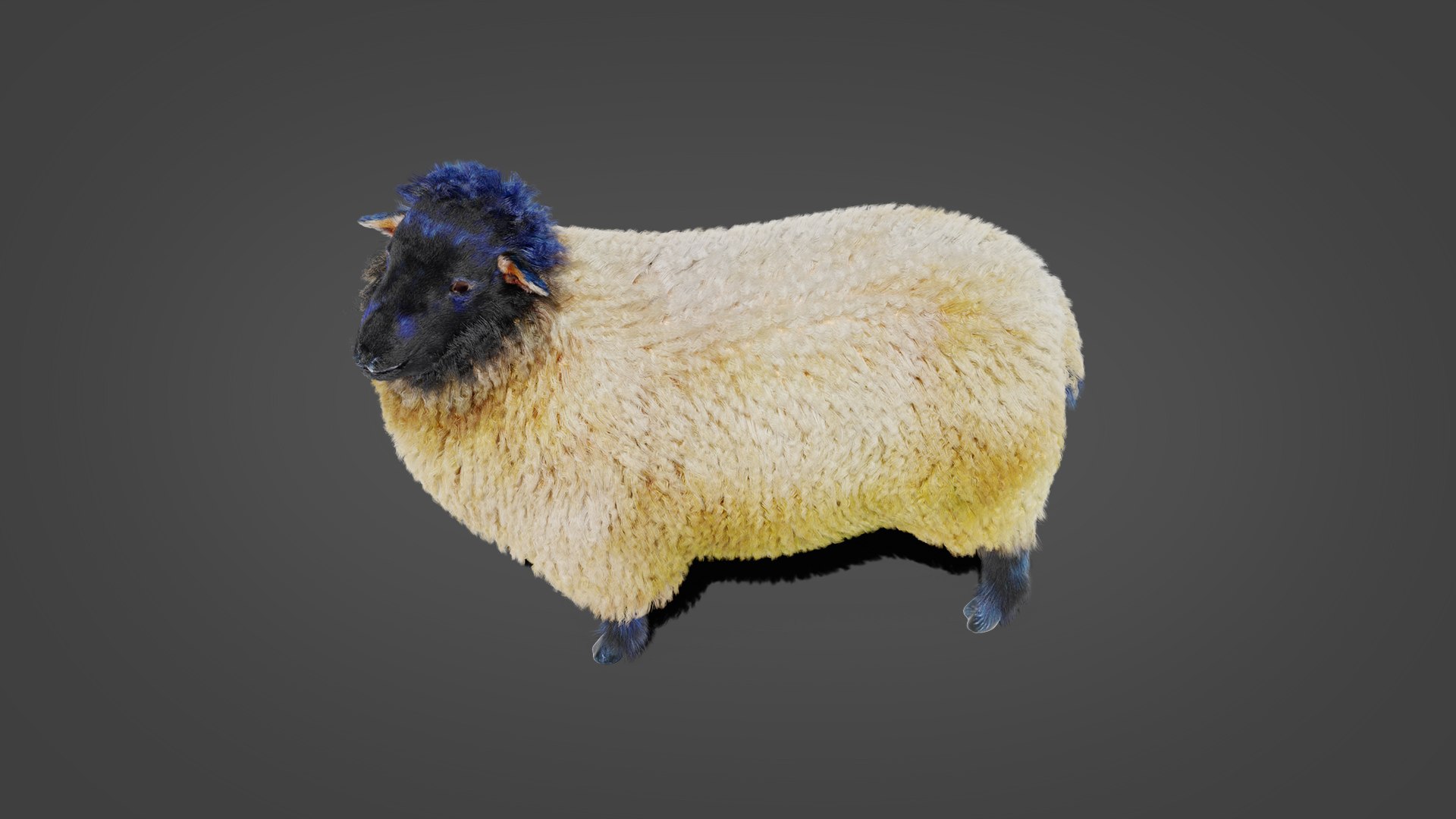 3D Fur Sheep Rigged In Blender Model - TurboSquid 1906756