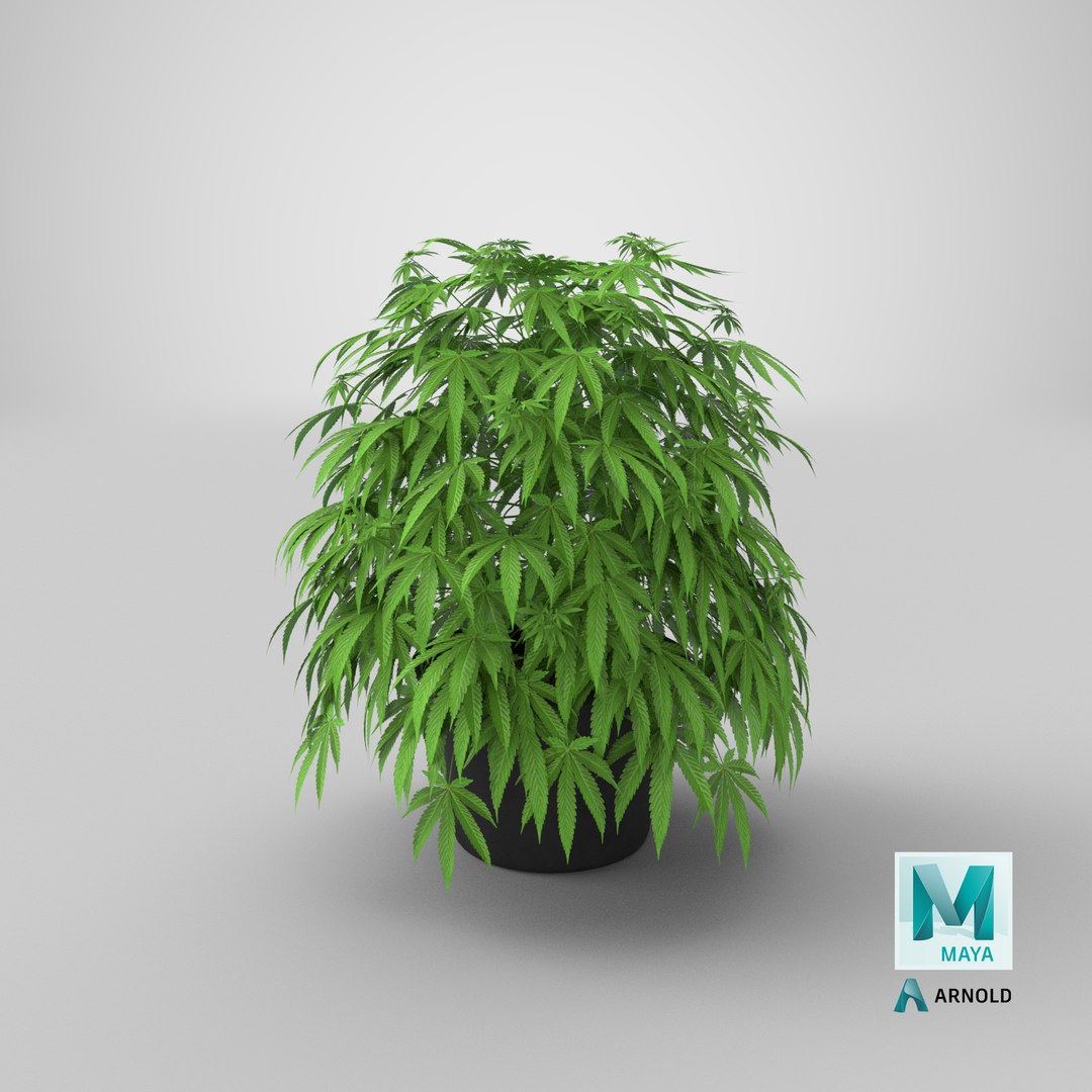 3D marijuana plant pot - TurboSquid 1511499