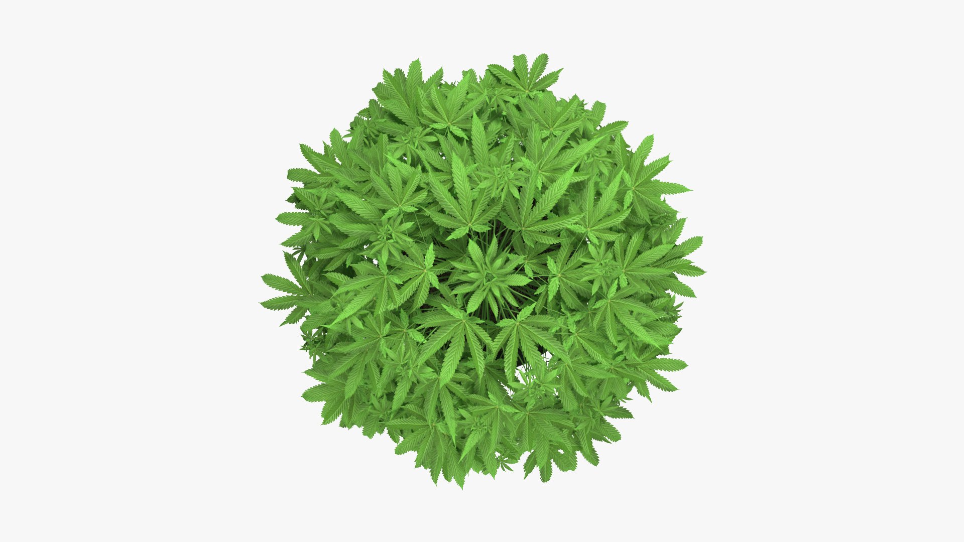 3D marijuana plant pot - TurboSquid 1511499