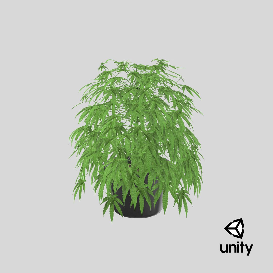 3D marijuana plant pot - TurboSquid 1511499