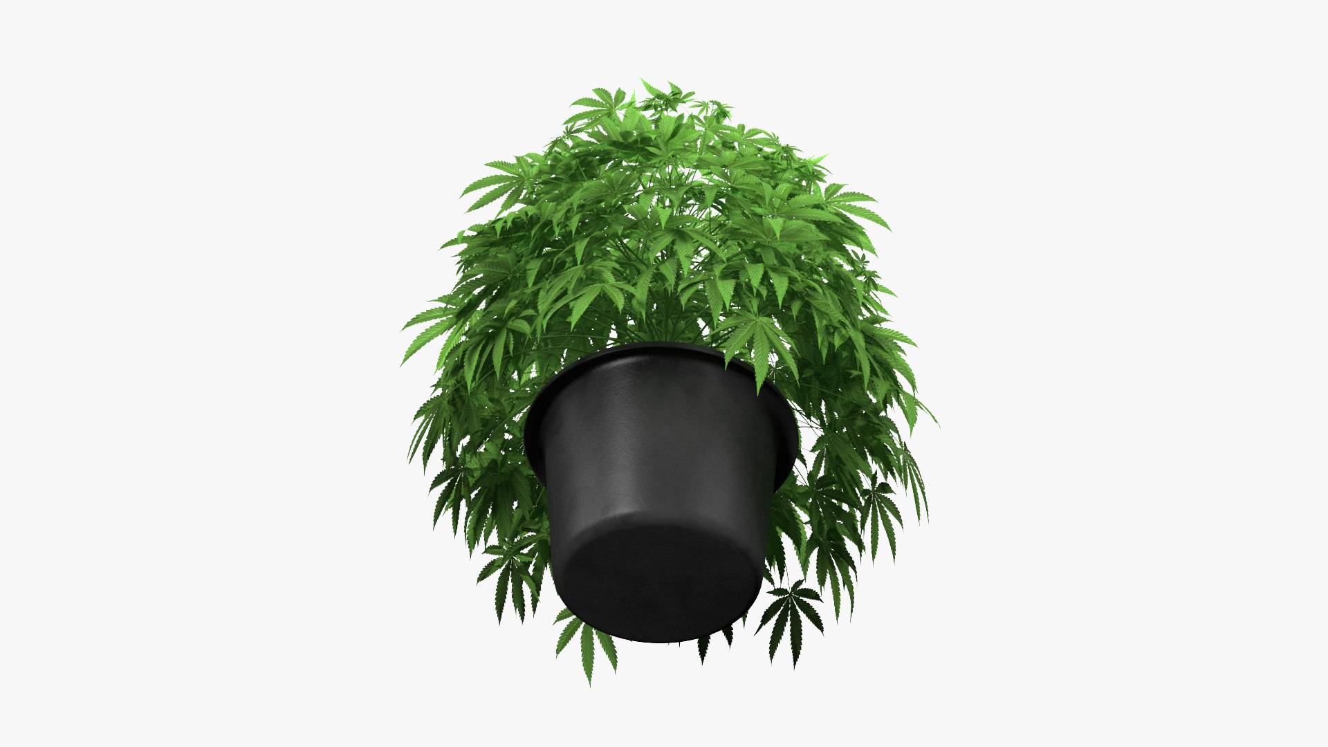 3D marijuana plant pot - TurboSquid 1511499