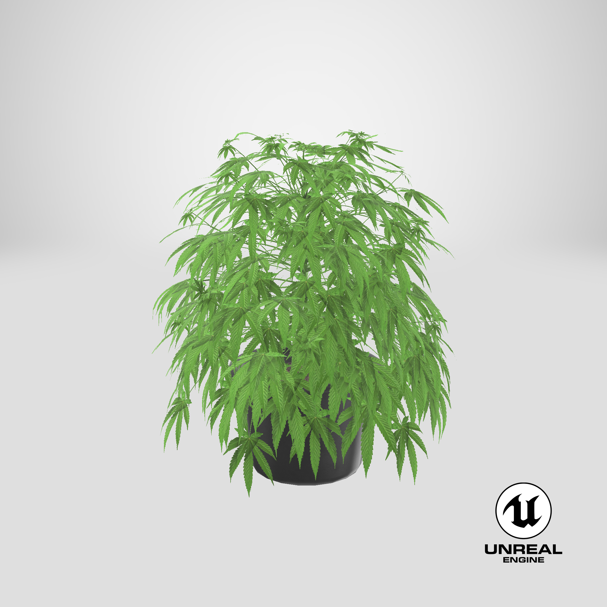 3D marijuana plant pot - TurboSquid 1511499