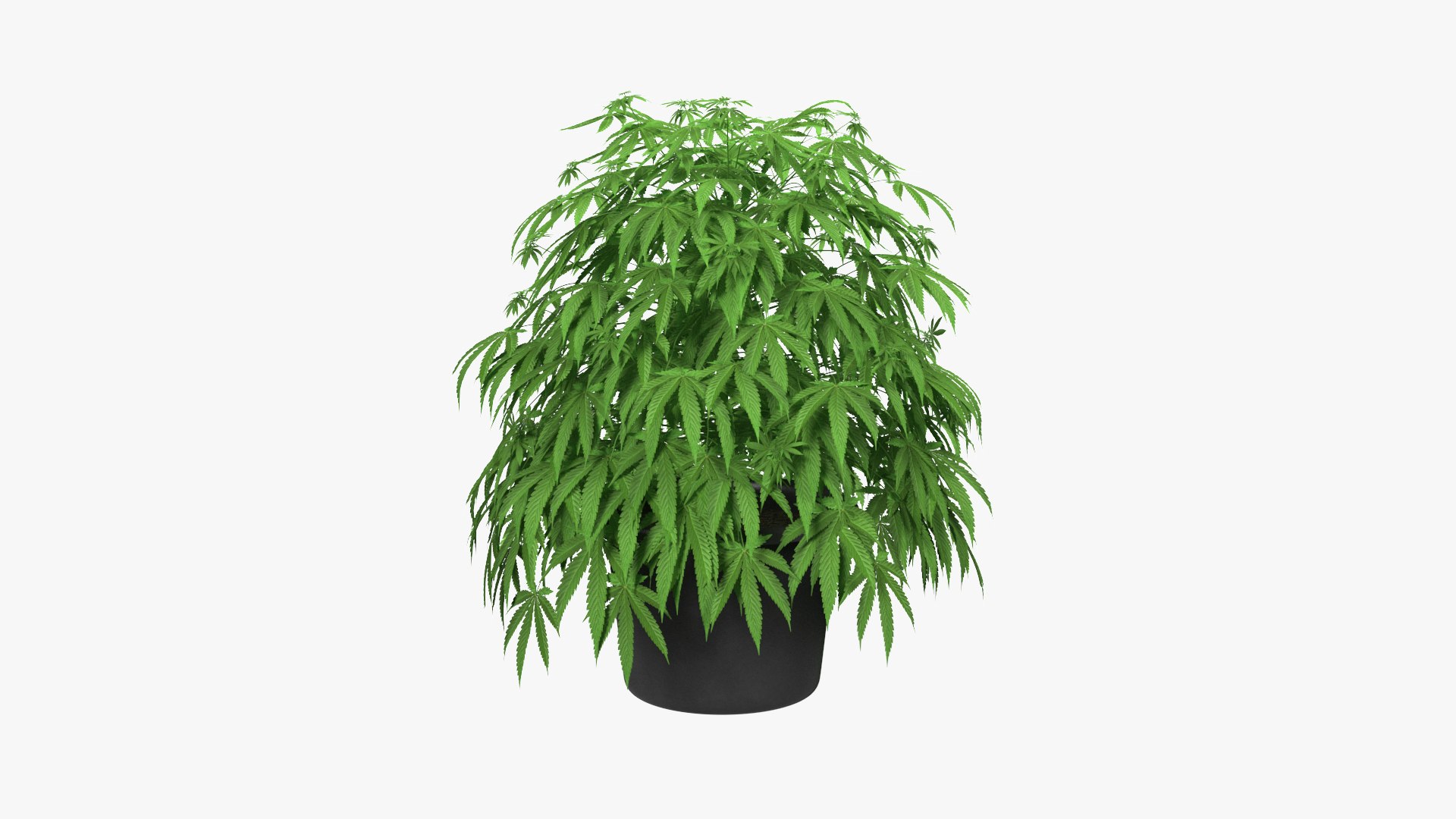 3D Marijuana Plant Pot - TurboSquid 1511499