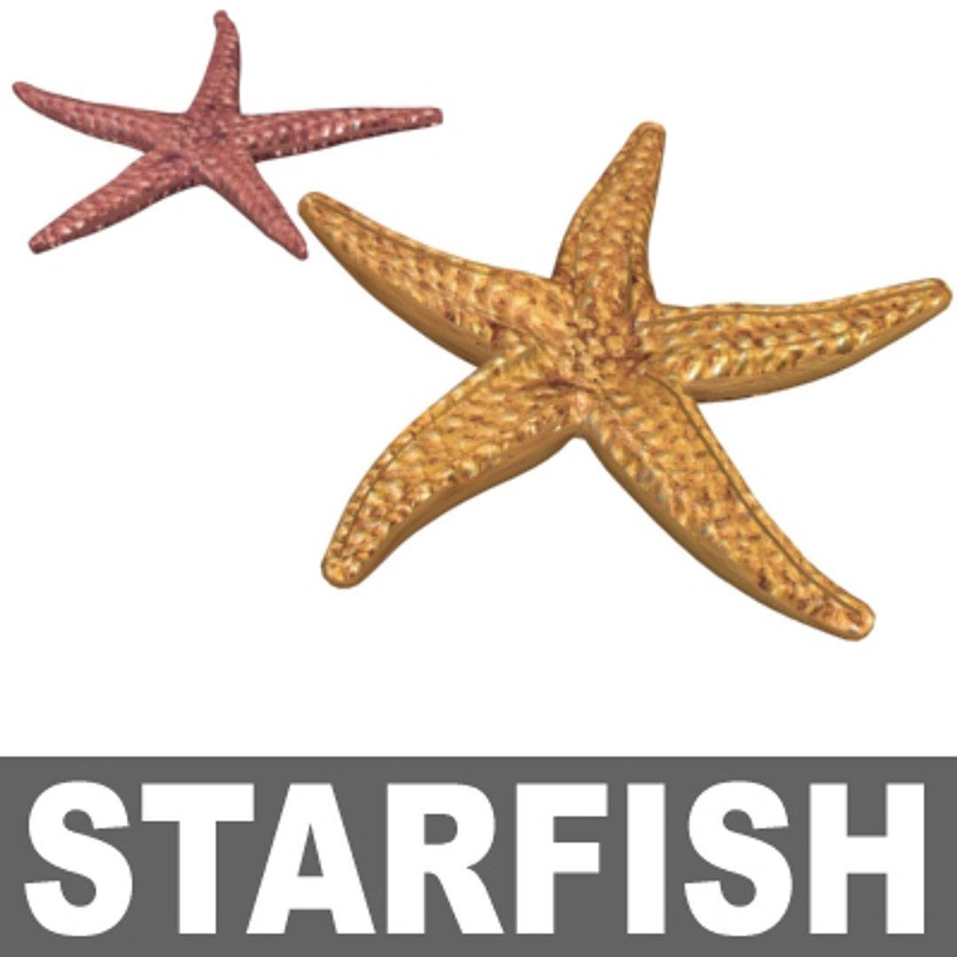 3d Starfish Star Fish