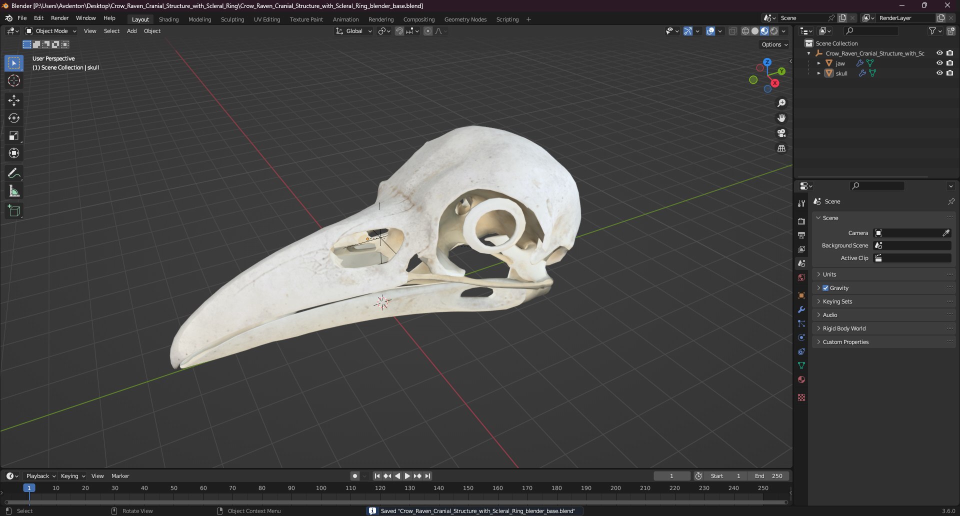 Crow Raven Cranial Structure With Scleral Ring 3D - TurboSquid 2371729