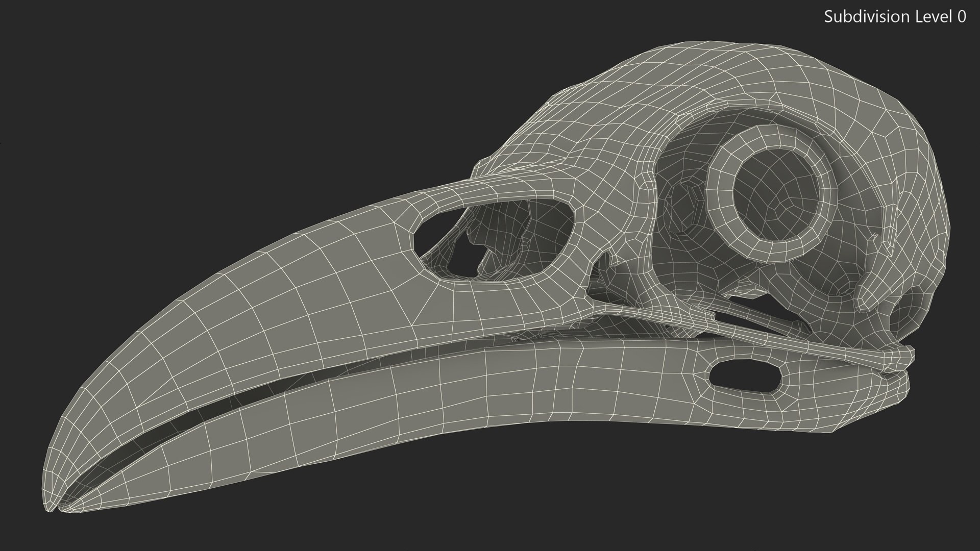 Crow Raven Cranial Structure With Scleral Ring 3D - TurboSquid 2371729