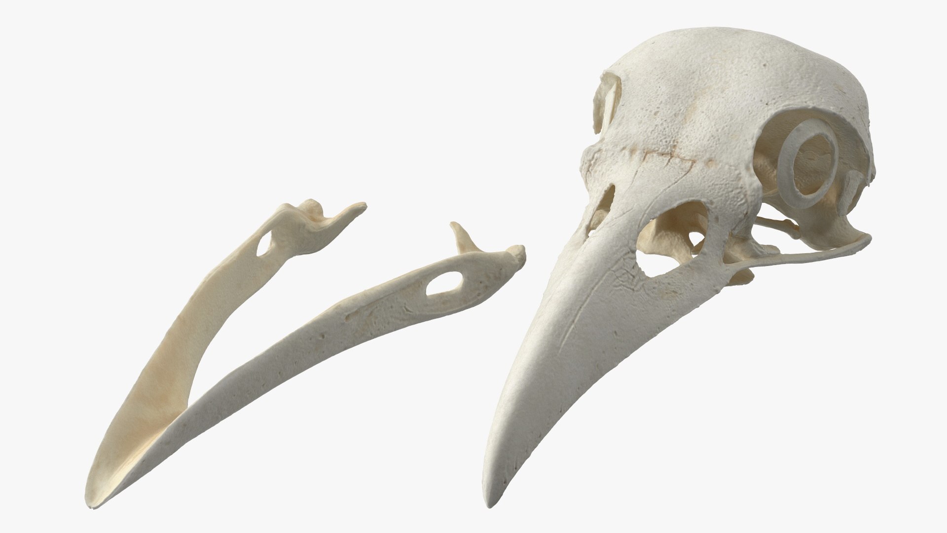 Crow Raven Cranial Structure With Scleral Ring 3D - TurboSquid 2371729