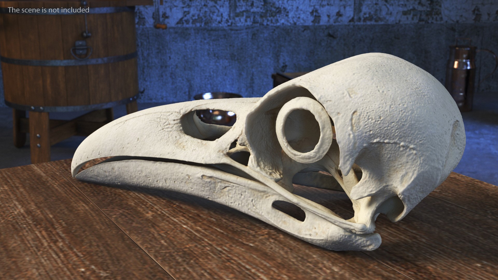 Crow Raven Cranial Structure With Scleral Ring 3D - TurboSquid 2371729