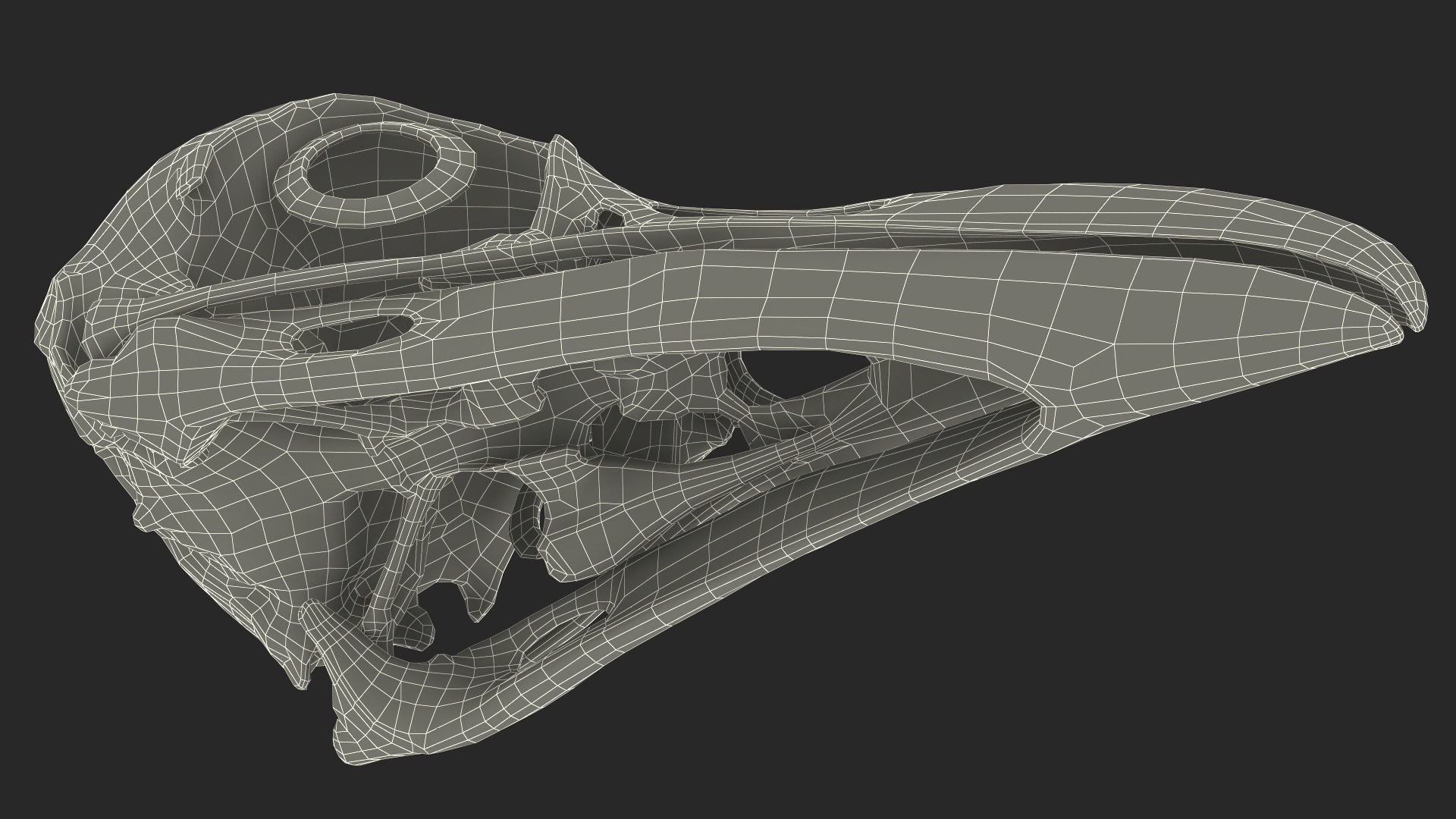 Crow Raven Cranial Structure With Scleral Ring 3D - TurboSquid 2371729