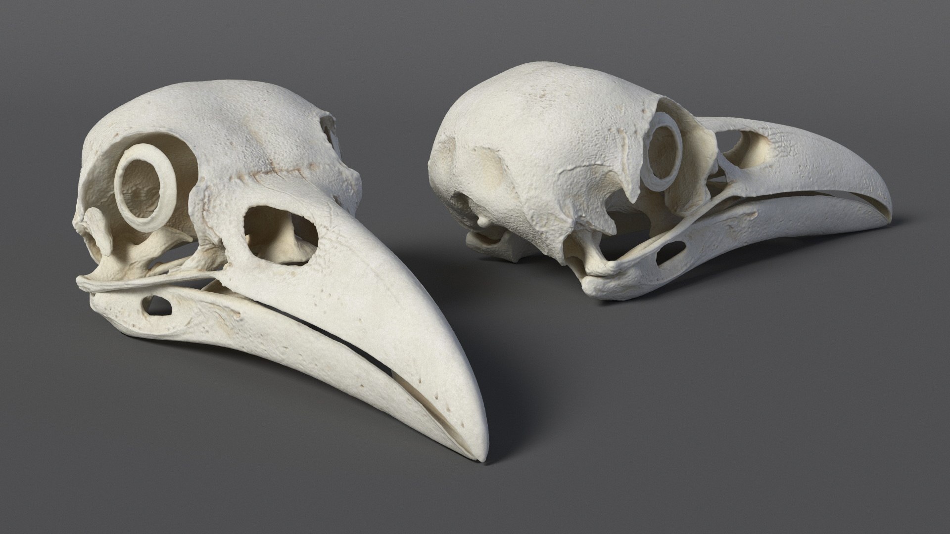 Crow Raven Cranial Structure With Scleral Ring 3D - TurboSquid 2371729