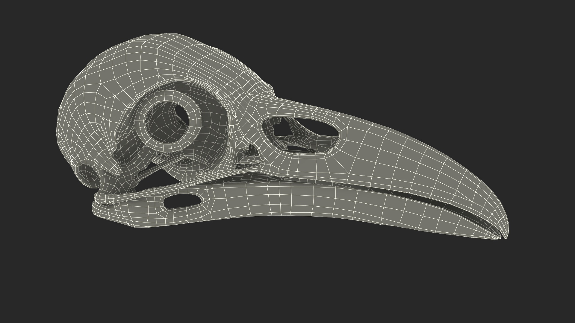 Crow Raven Cranial Structure With Scleral Ring 3D - TurboSquid 2371729