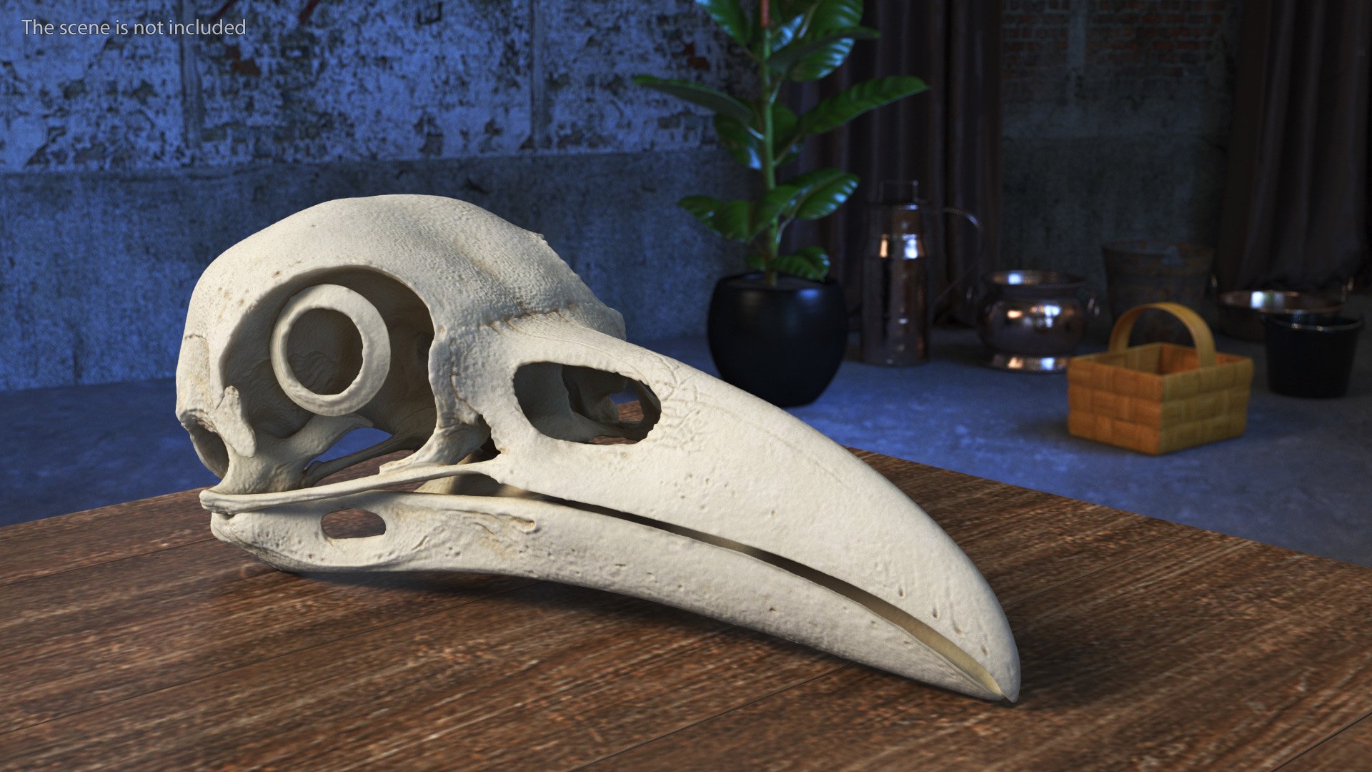 Crow Raven Cranial Structure With Scleral Ring 3D - TurboSquid 2371729