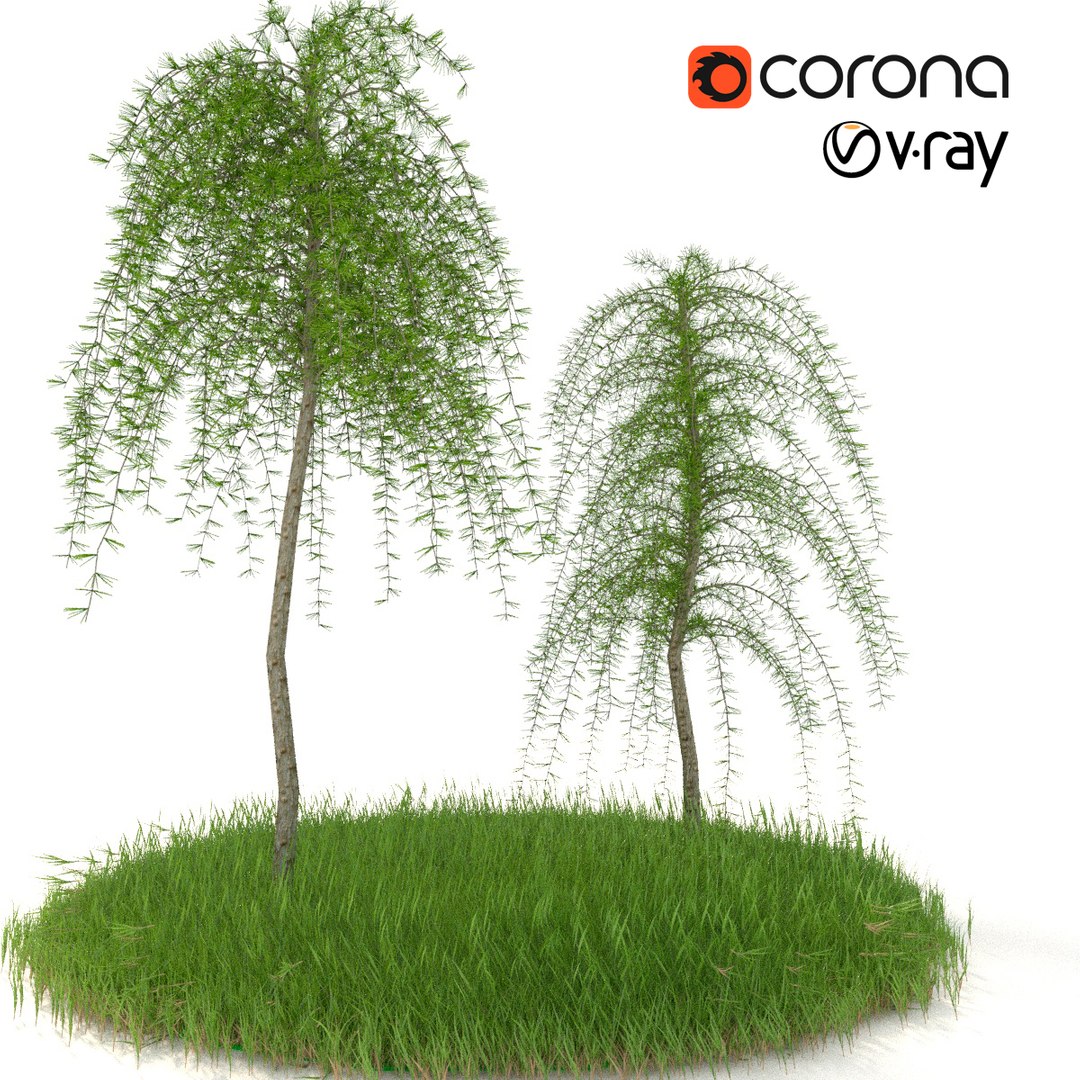 Larch European Pendula 3D Model - TurboSquid 1193267