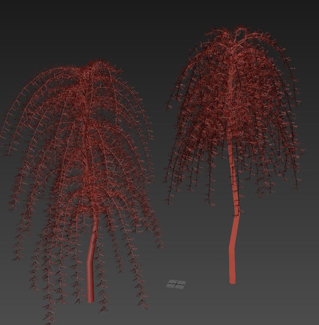 Larch European Pendula 3D Model - TurboSquid 1193267