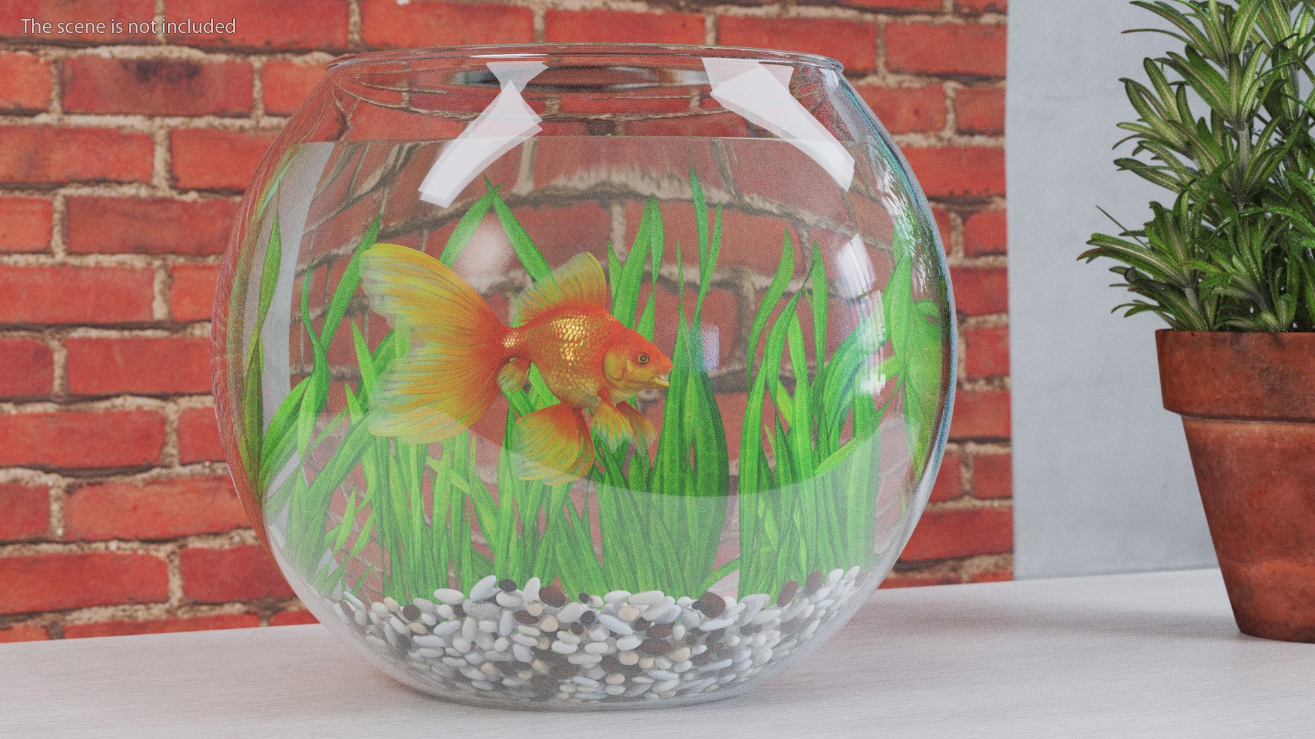 Round Aquarium with GoldFish 3D model - TurboSquid 2031238