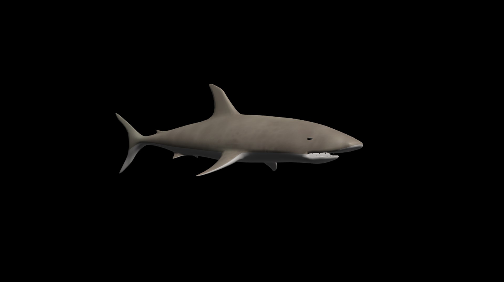 Shark 3D Model - TurboSquid 2285984