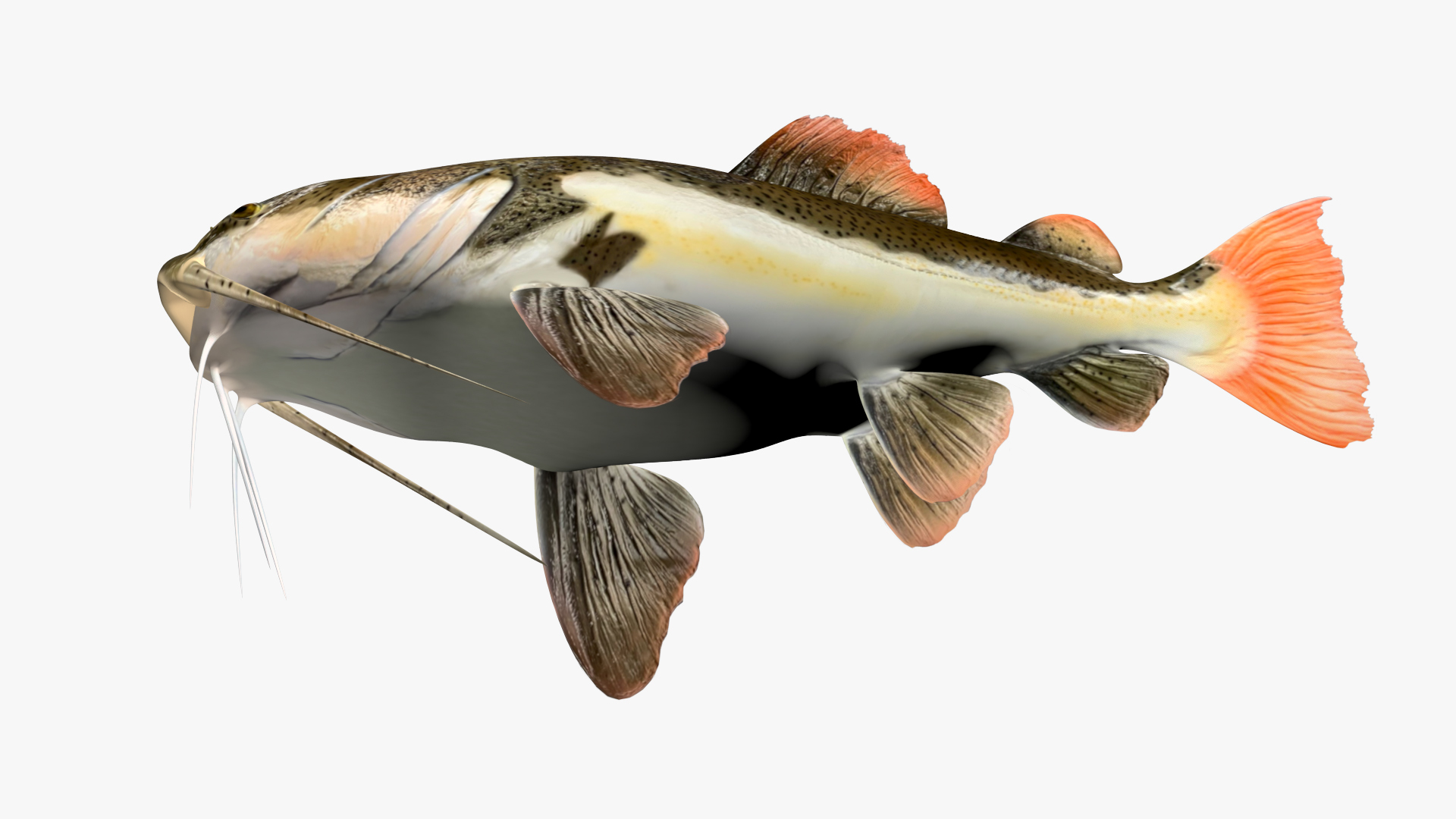 Red tailed catfish 2 3D model - TurboSquid 1743458