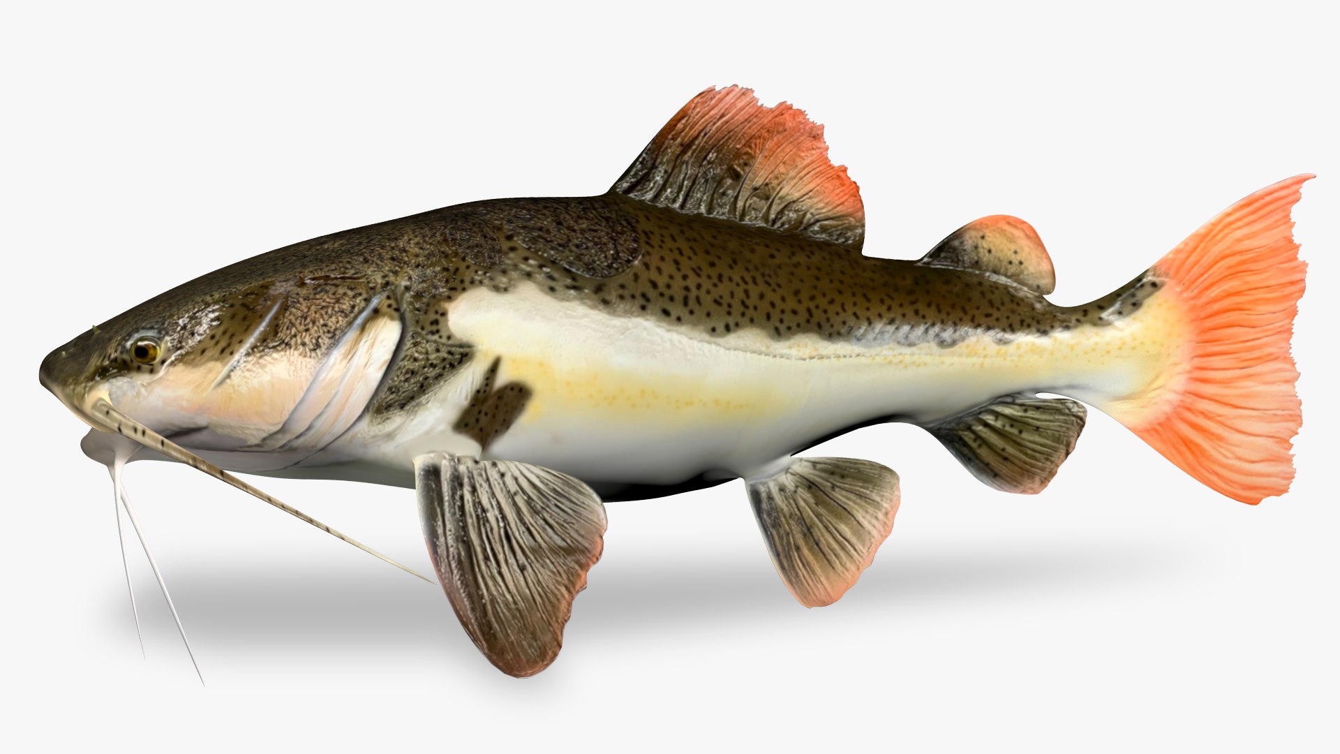 Red Tailed Catfish 2 3D Model - TurboSquid 1743458