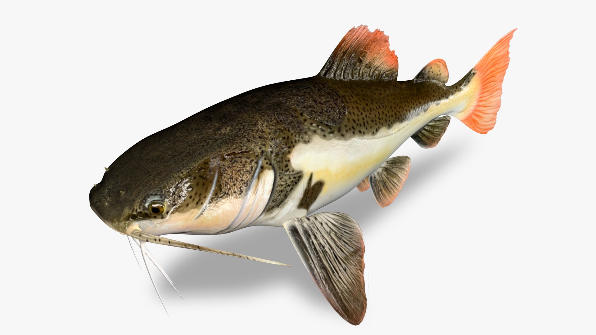 Red Tailed Catfish 2 3D Model - TurboSquid 1743458