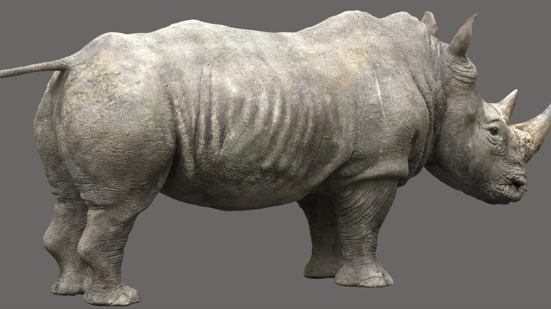 3D Rhino Rigged 3D - TurboSquid 2426400