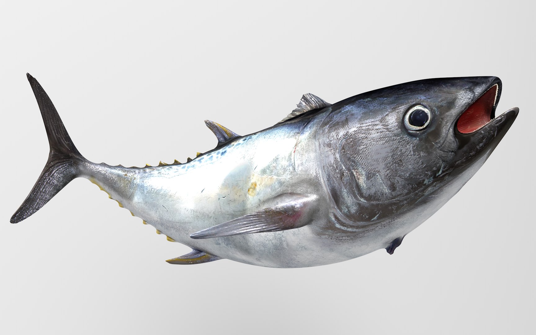 3D TUNA FISH Rigged L1890 Model - TurboSquid 2002902
