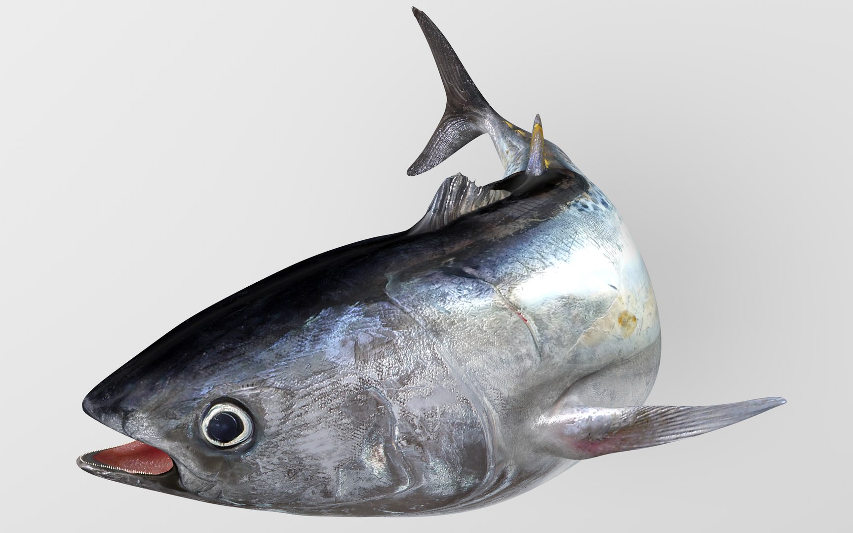 3D TUNA FISH Rigged L1890 Model - TurboSquid 2002902