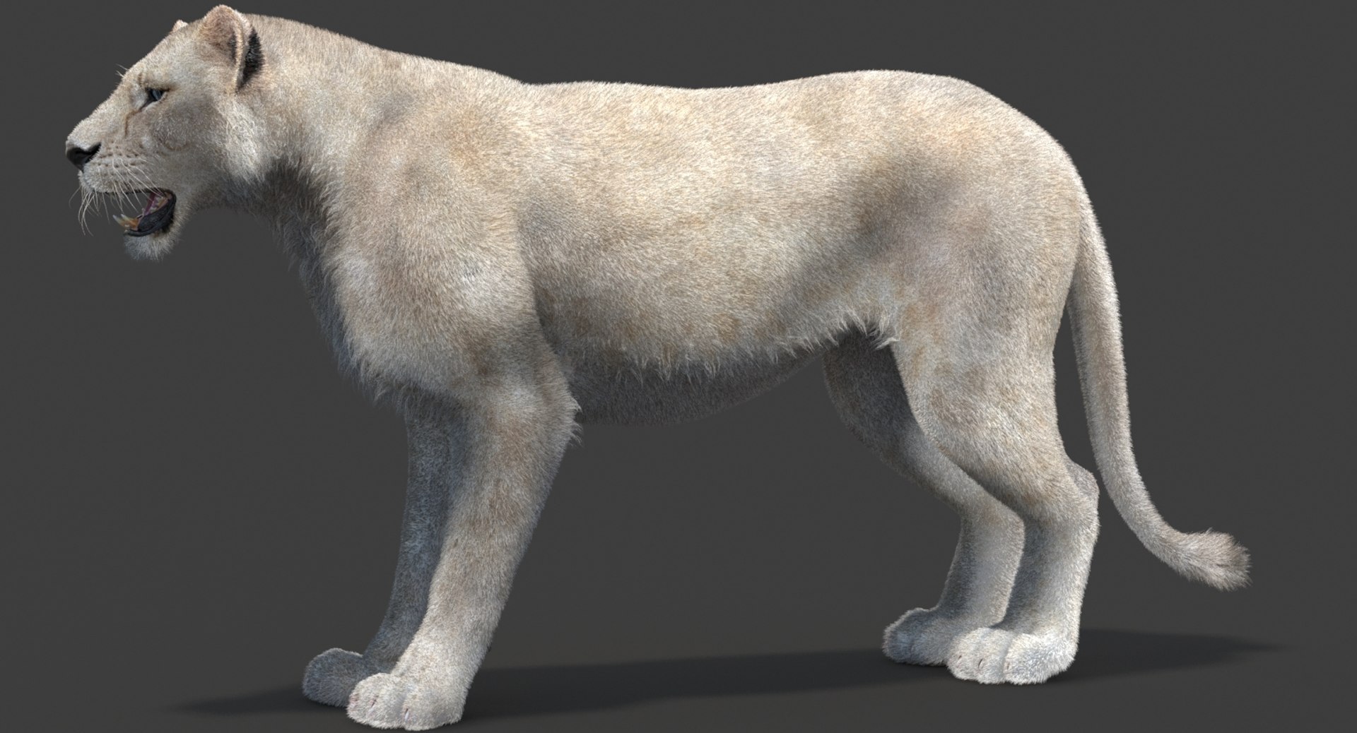 lioness 2 fur white max