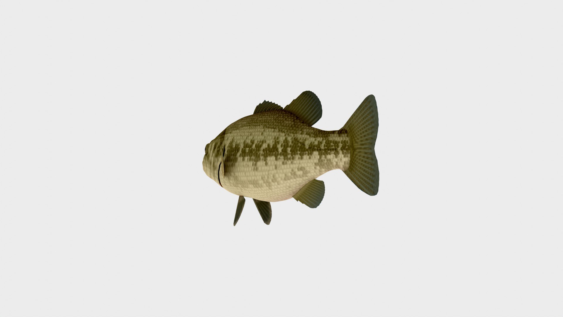Carp Fish 3D Model Low Poly 3D Model - TurboSquid 2242534