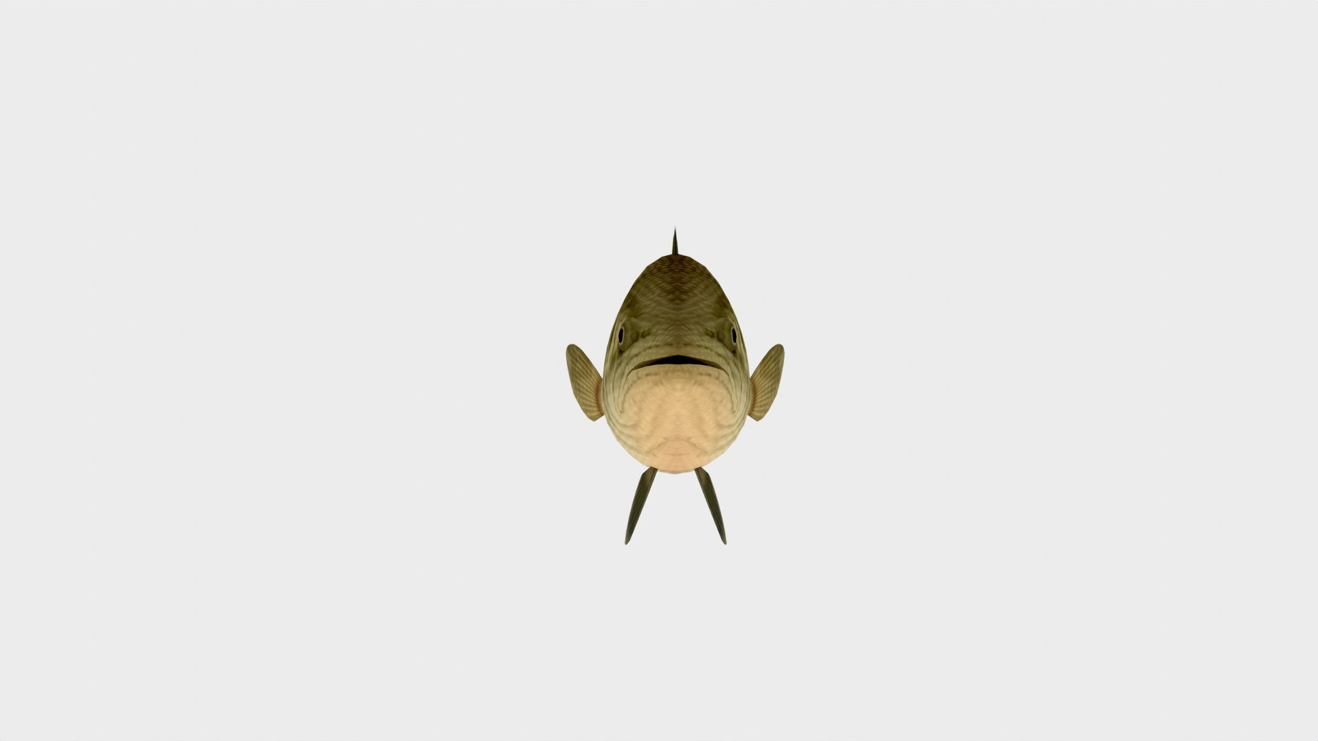 Carp Fish 3D Model Low Poly 3D Model - TurboSquid 2242534