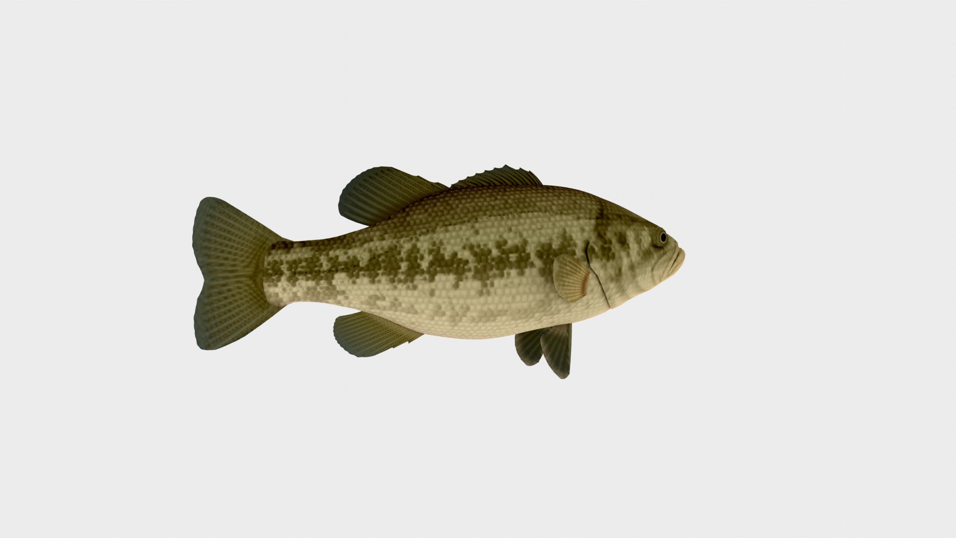 Carp Fish 3D Model Low Poly 3D Model - TurboSquid 2242534