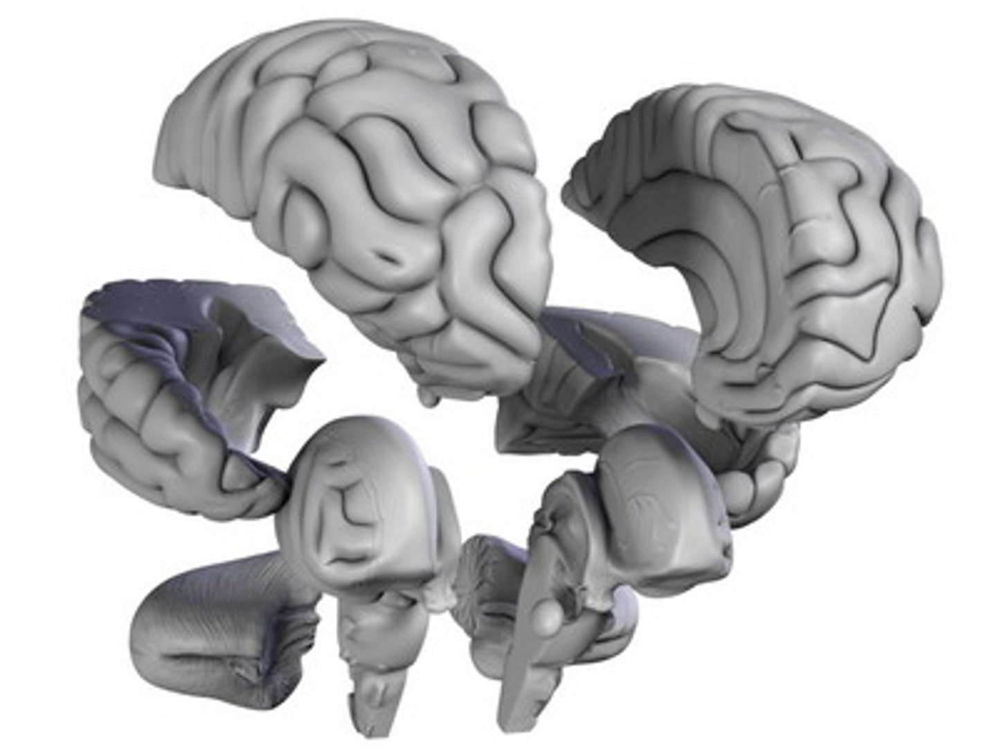 C4d Brain Sectioned Anatomical