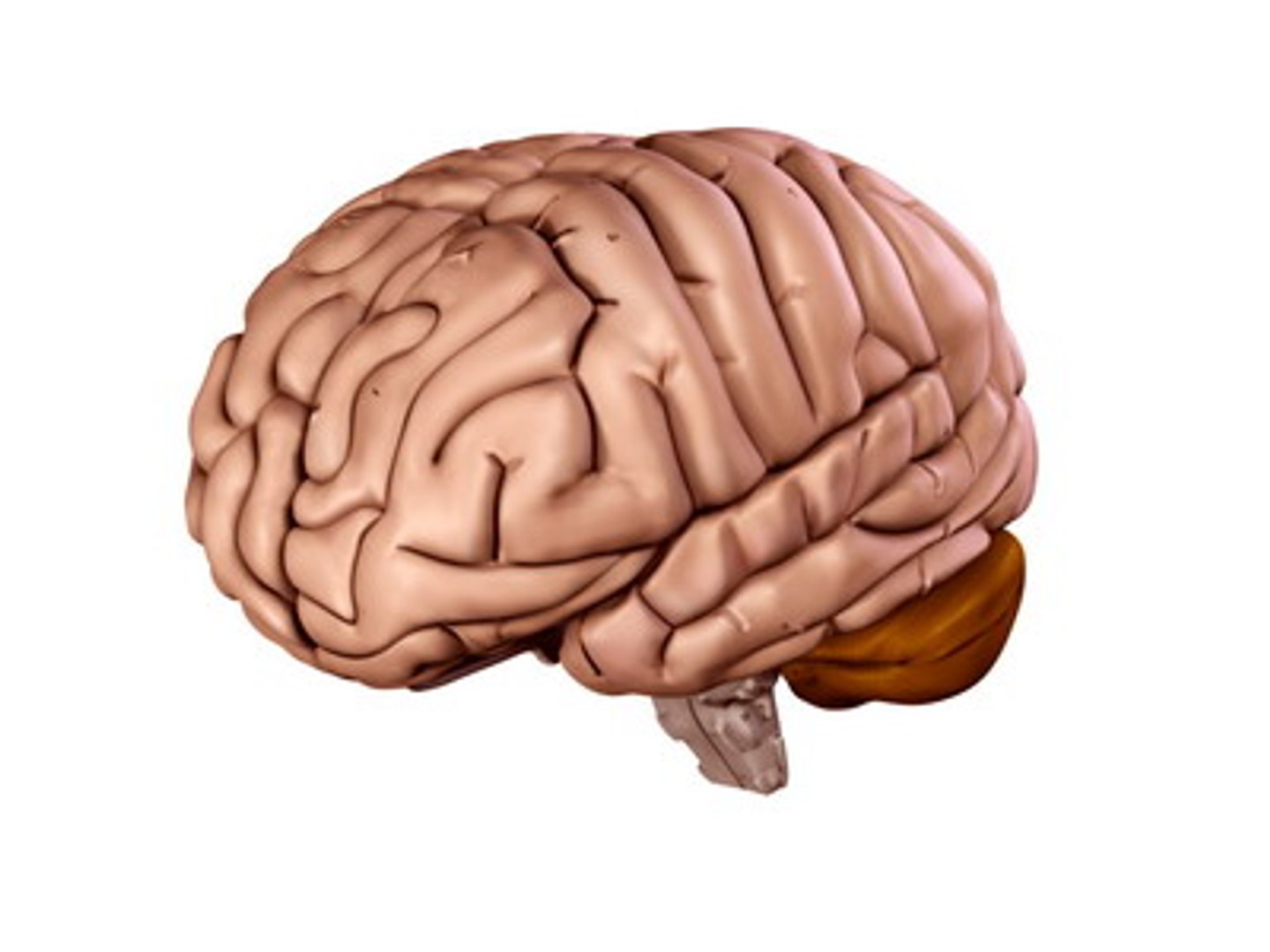 C4d Brain Sectioned Anatomical